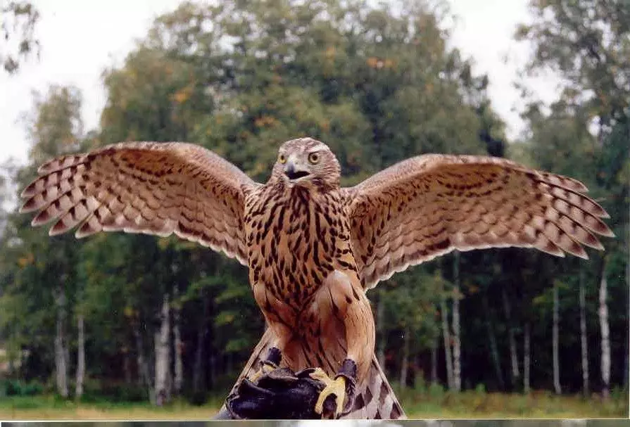 Som alle hauker har goshawk skarpt syn og hørsel.