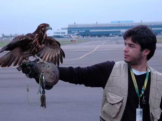 An vielen Flughäfen werden Habichte verwendet, um wilde Vögel vom Weg abhebender Flugzeuge zu verscheuchen und zu entfernen.