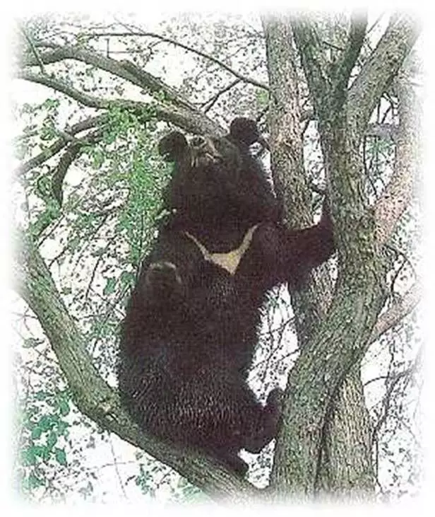 Der Ussuri-Bär kann hervorragend auf die Bäume klettern