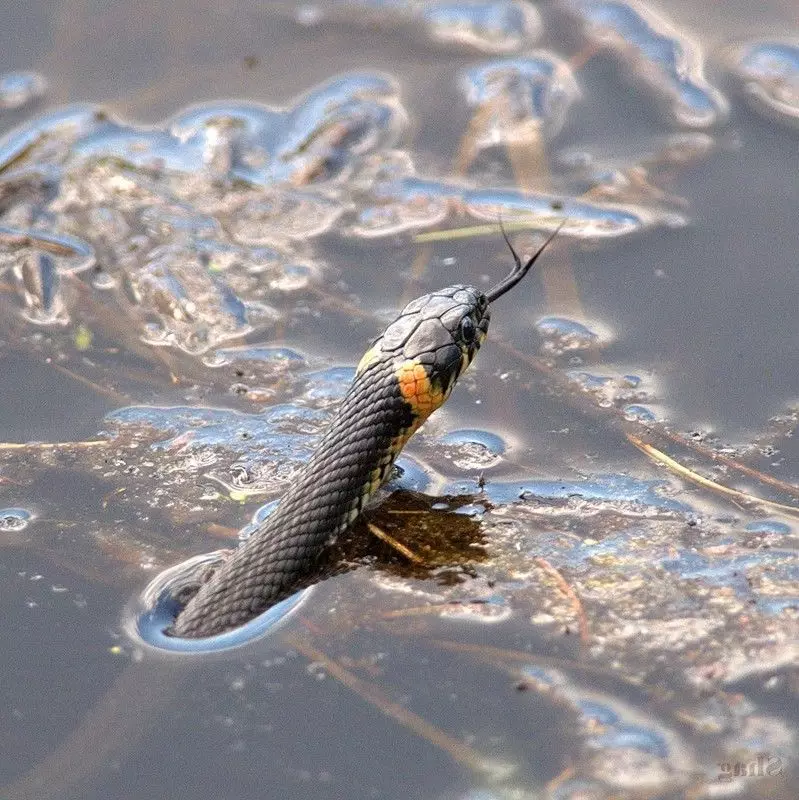 Schlangen führen einen semi-aquatischen Lebensstil