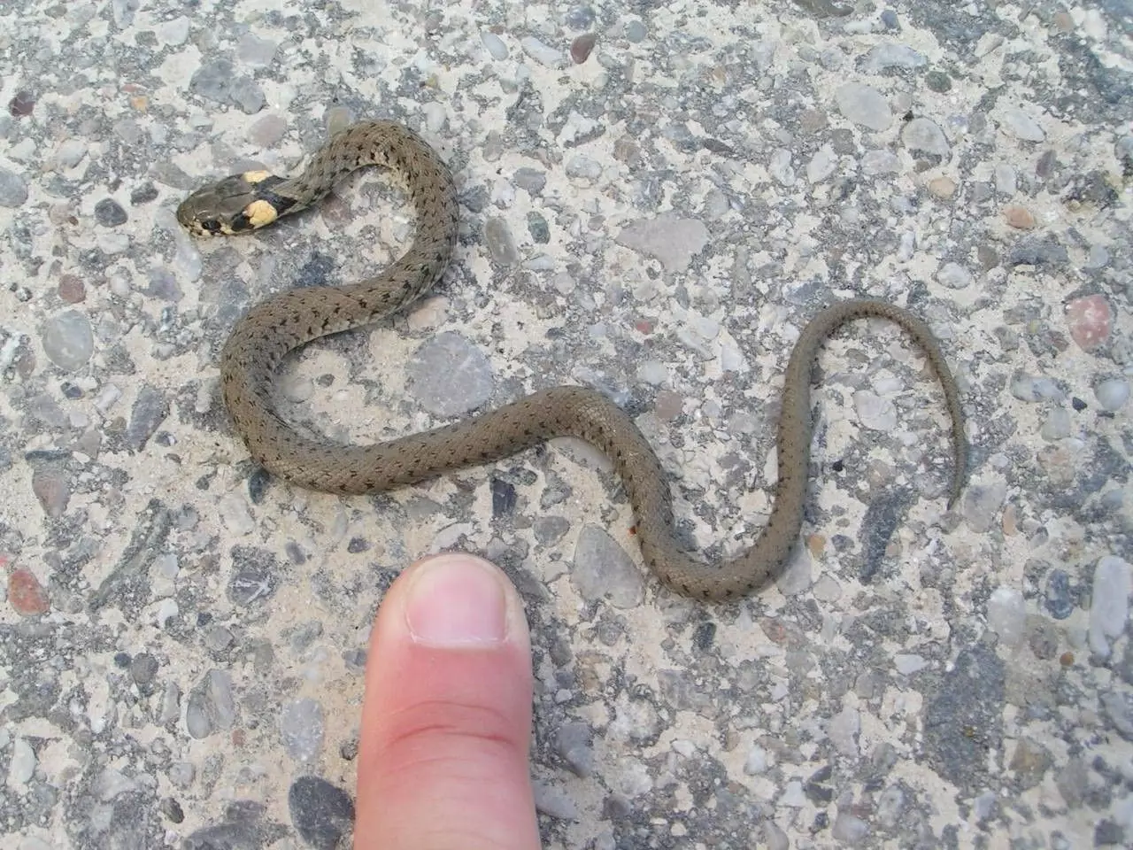 Piccolo serpente che non ha più di una settimana