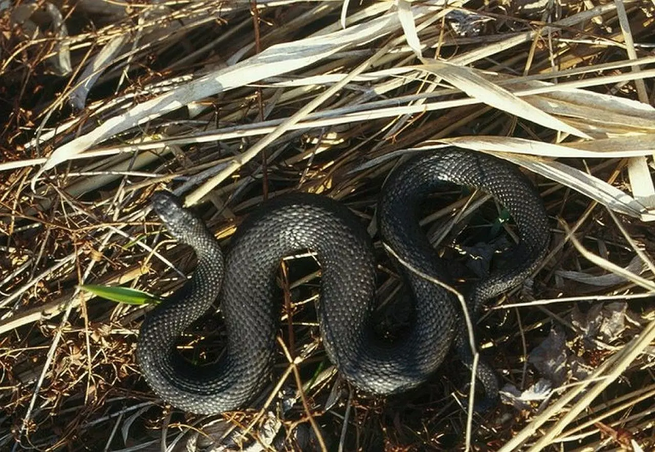 Und das ist eine giftige Viper. Wie Sie sehen, können Sie eine Schlange nur an ihren orange-gelben Ohren von einer Viper unterscheiden.