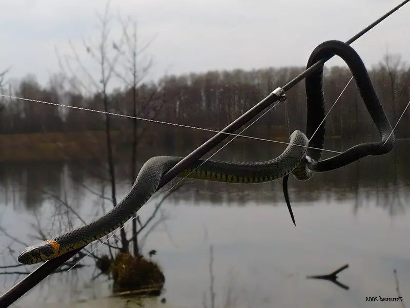 Bene, rubare un pesce non ruba, ma può spaventare i pescatori su qualsiasi specchio d'acqua con acqua pulita.