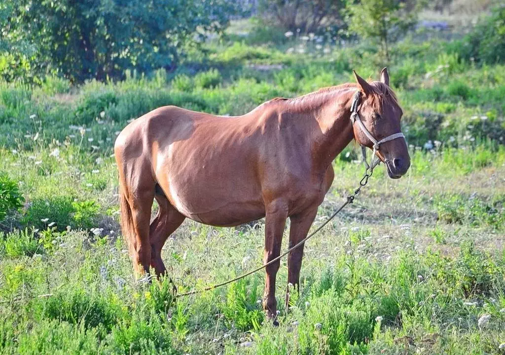 Duke qëndruar në këmbë, kali jo vetëm që mund të pushojë, por edhe të flejë.