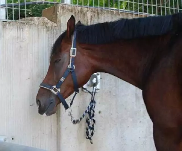 立った姿勢では、馬は横臥して寝ているときよりも警戒心が強いままです。