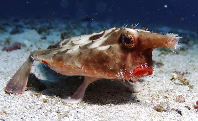 El ratpenat de mar de llavis rosats es mou pel fons. Al cap, l’aparell de pesca dels peixos és ben visible.