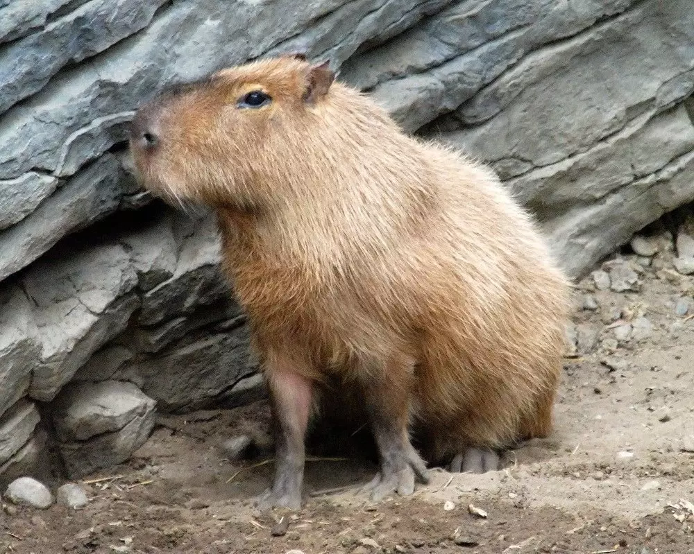 Capybara (zeeg)