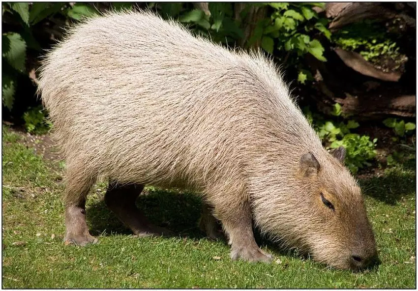 Capybara zoo nkaus li zoo nyob hauv av thiab hauv dej