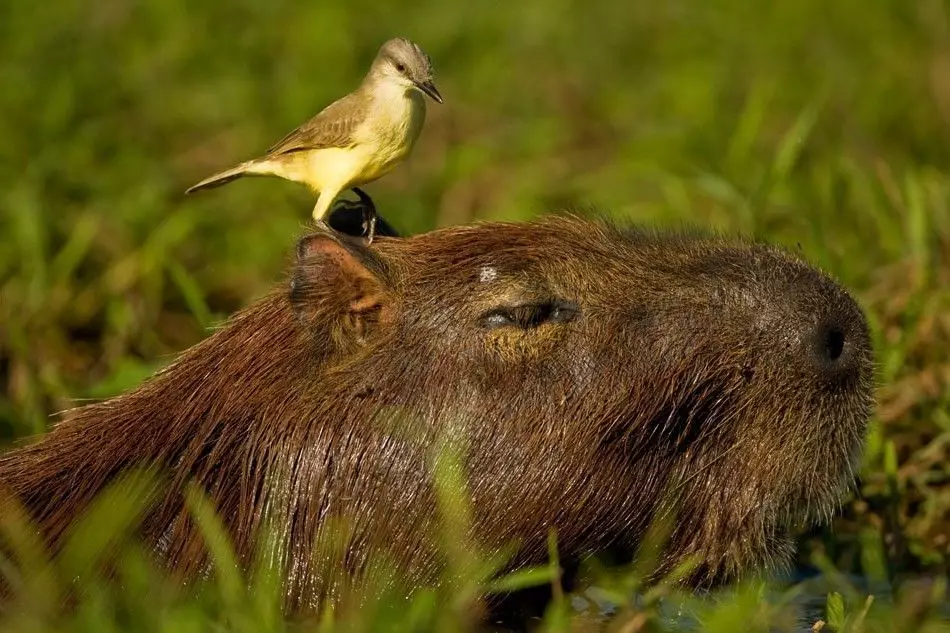 Thức ăn của capybara cũng giống như thức ăn của tất cả các loài gặm nhấm. Nó là thức ăn thực vật: rễ, mốc và chồi của cây non