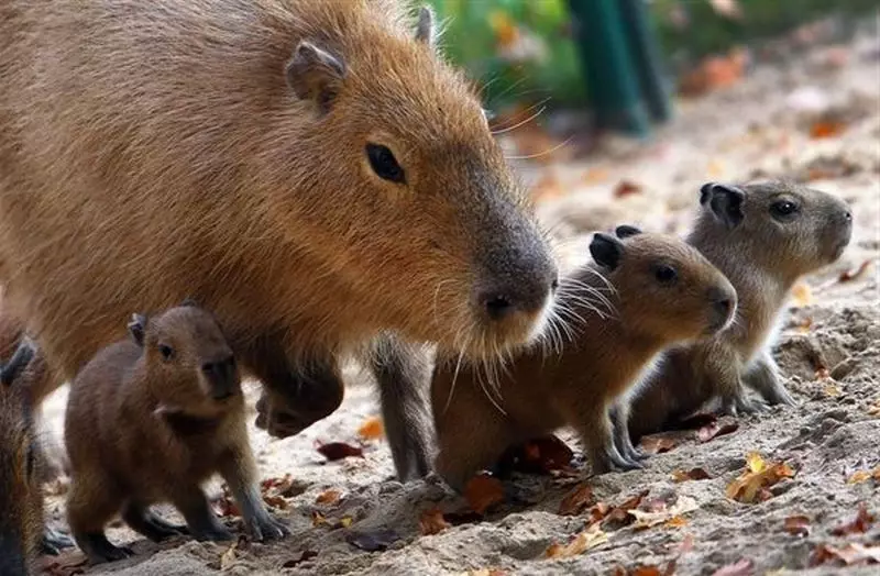 बच्चा संग Capybara महिला