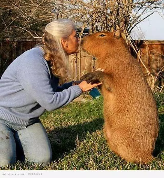 El capibara es un animal cariñoso y fácil de domesticar. Mucha gente los elige como acompañantes.