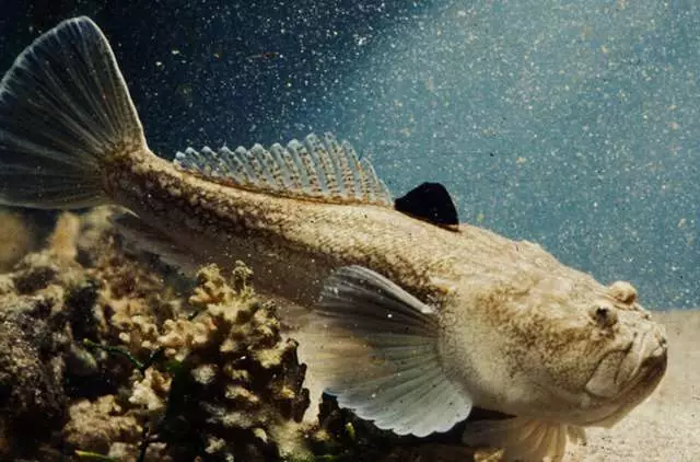 En vanlig astrolog - en fisk med vackra ögon