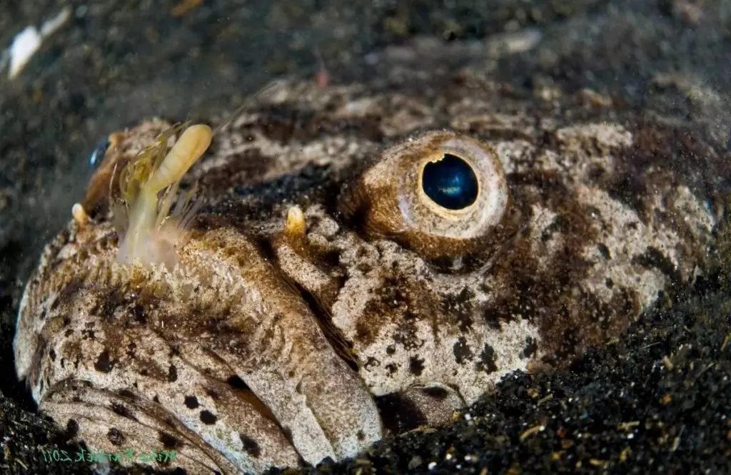 スターゲイザーの口には舌に膜が付いており、他の魚を誘惑すると考えられています。