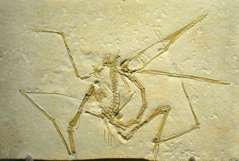 Phần còn lại của một pterodactyl