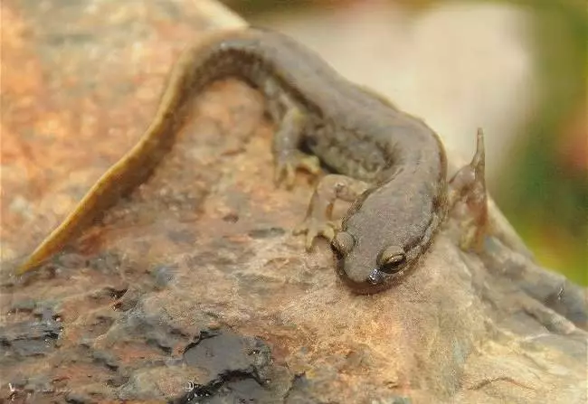 Dent de grenouille Semirechensky (Ranodon sibiricus).