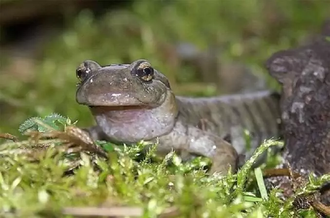 Semirechye frogtooths are a very rare endangered species, included in the IUCN Red List.