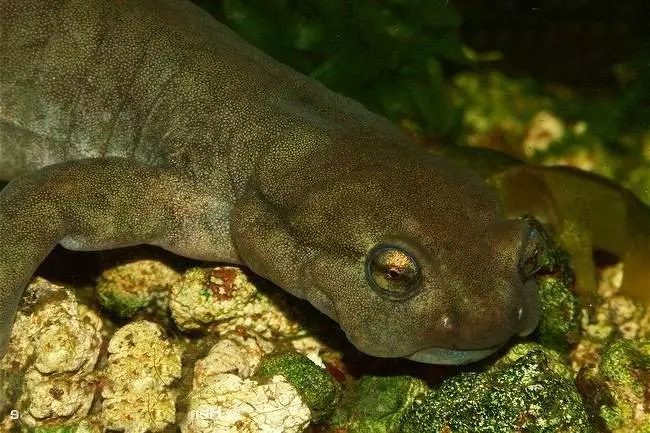 Uma diminuição no número de habitats adequados, uma diminuição no número de subpopulações e o número de indivíduos maduros levam a uma diminuição na população de dente-de-rã.