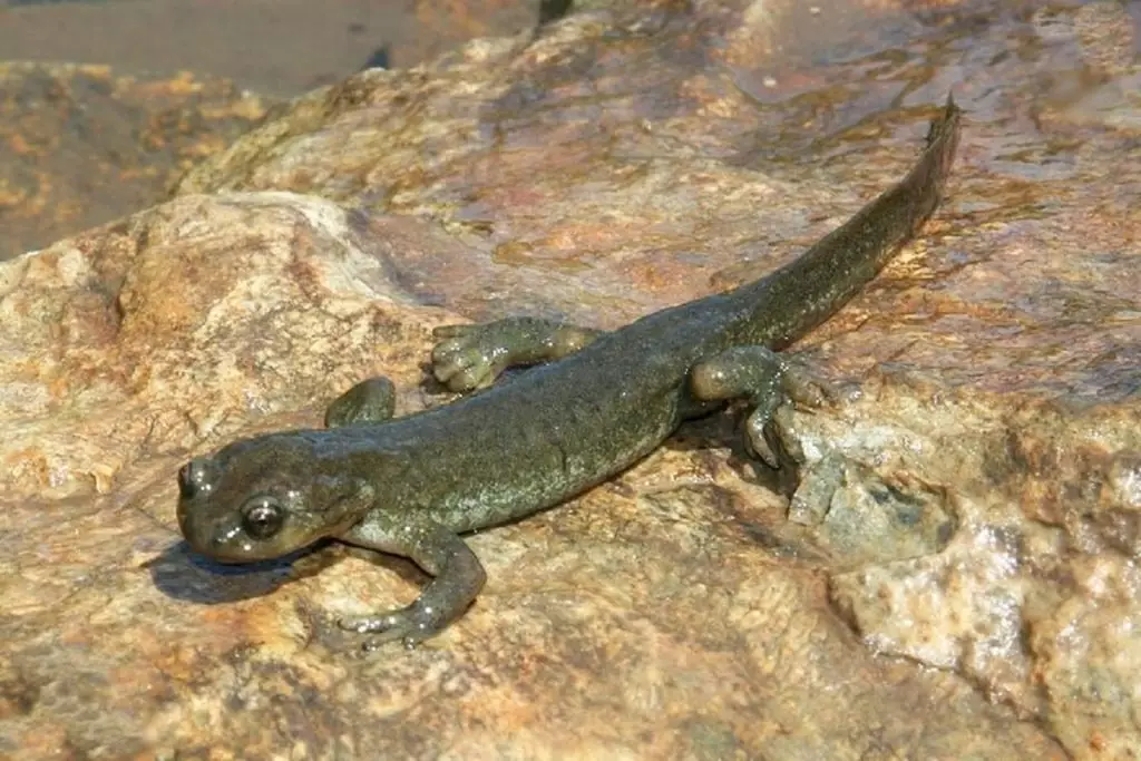 Semirechensky frogtooth بچي ٿو س directي سج جي روشنيءَ کان. ڏينھن جي دوران ، اھو پٿرن ھي orان رکندو آھي يا دressاءَ ۾ پاڻيءَ ۾ و bankندڙ ڪناري ھي under.