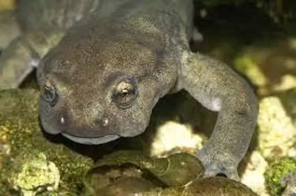 Les dents de grenouille de Semirechye s'avèrent souvent infectées par des nématodes du genre Rabdias, qui obstruent parfois complètement les poumons des amphibiens.