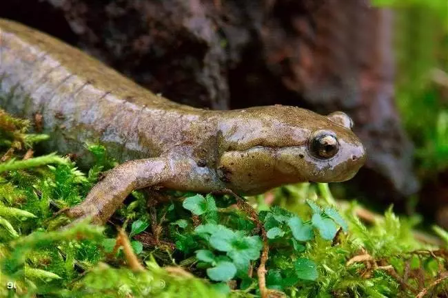 Les femelles pondent des œufs sous la forme de sacs transparents remplis d'œufs.