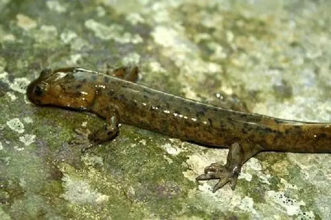 As a rare species with a narrow range, Sichuan frogtooths need to be studied in biology, abundance, and effective conservation measures.