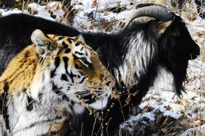 Vriendschap van een geit en een tijger uit het safaripark aan zee veroverde het internet