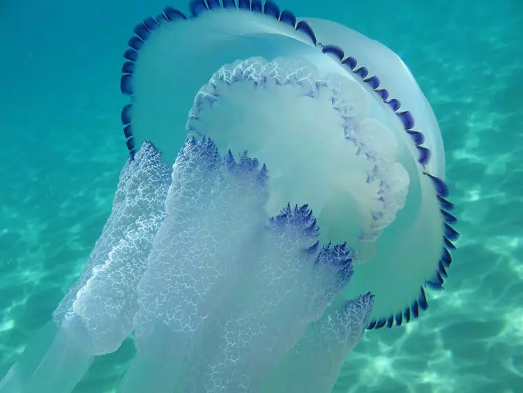 Рхизостома пулмо скефоидна медуза.