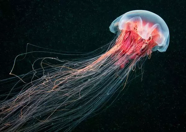 Bu, dünyanın ən böyük meduzasıdır - cyanea və ya aslan yeləsi (Cyanea capillata), uzunluğu 35 m -ə çata bilən uzun tentacles!