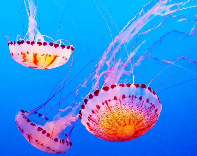 Nuostabus scyphoid medūzų spalvų žaismas
