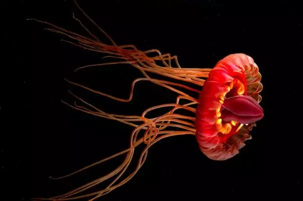 Ryškiai raudonos spalvos atolo (Atolla vanhoeffeni) giliosios jūros skifoidinės medūzos atrodo kaip nežemiška būtybė