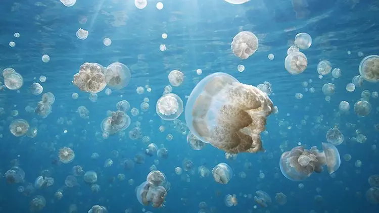 Daug medūzų migruoja vertikaliai saloje esančiame šiek tiek sūdytame Medūzos ežere. Palau.