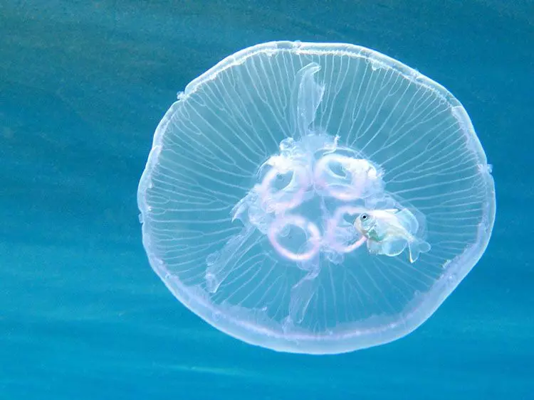 Kiçik bir balıq meduza günbəzinin altında gizlənir.