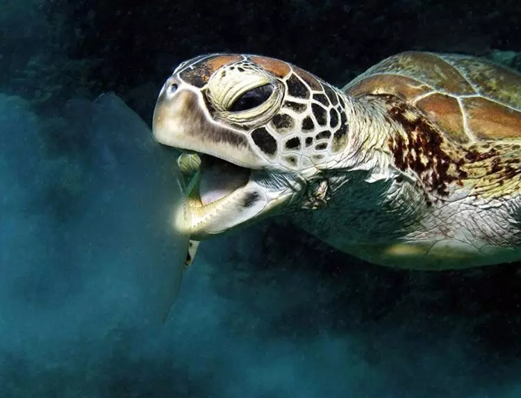 Breshka jeshile duke ngrënë kandil deti