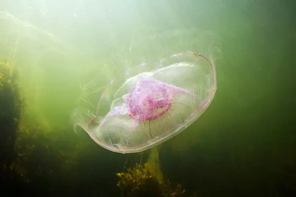 Uzunqulaqlı meduza - yeməli növlərdən biridir