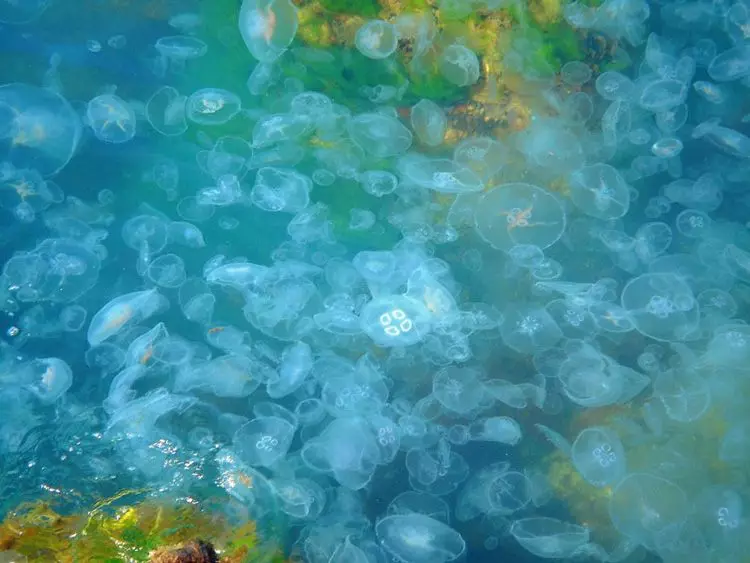 黑海水母的季节性入侵很常见。