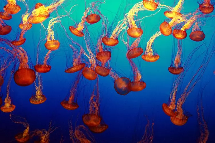 Meduza, Monterey İctimai Akvariumunda.