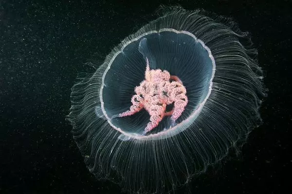 Ausinių medūzų (Aurelia aurita) gaudymo čiuptuvai yra palyginti trumpi ir labai ploni