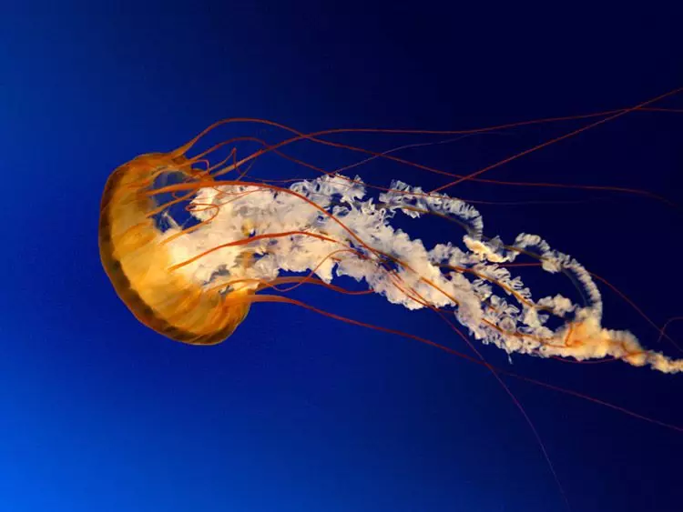 Və bu meduzanın uzun və saçaqlı ağız boşluqları ilə birlikdə qalın və uzun tutan tentacles var.