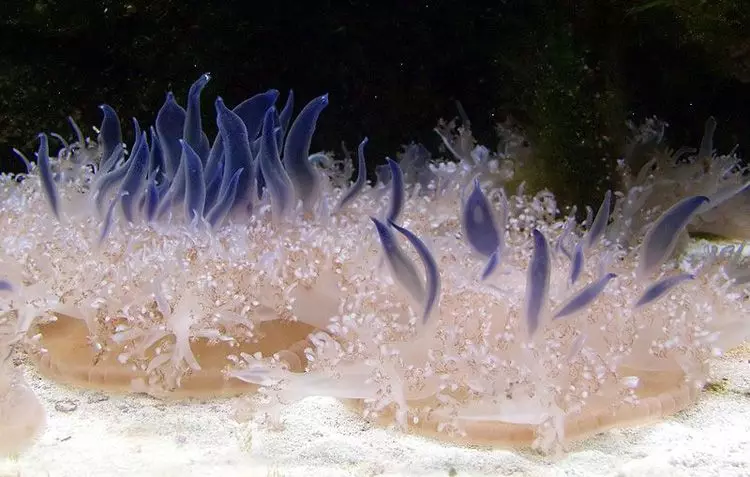Apatinės sėdimosios medūzos cassiopeia (Cassiopea andromeda)