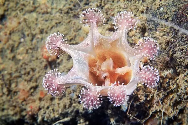 Oturan meduza lucernaria (Lucernaria bathyphila)