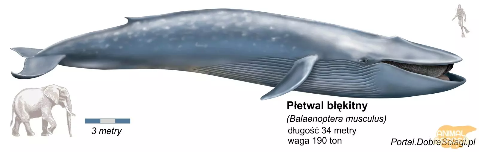 Der Blauwal (Balaenoptera-Muskeln) ist das größte bekannte Tier der Erde.