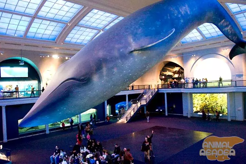 Blue whale - kwatanta girman da mutum.