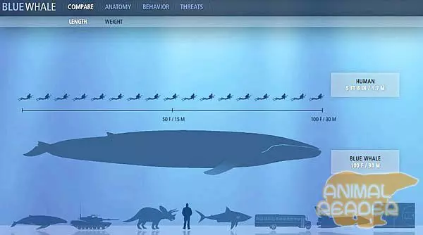 Blue whale. Kwatancen tsawon