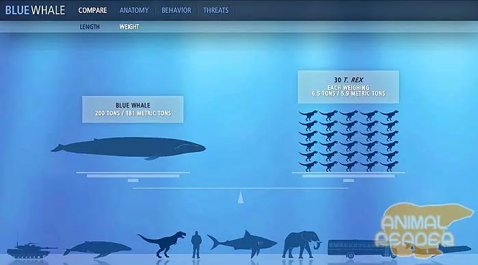 Rorqual bleu - comparaison de poids. Une baleine bleue pèse autant que 30 tyrannosaures