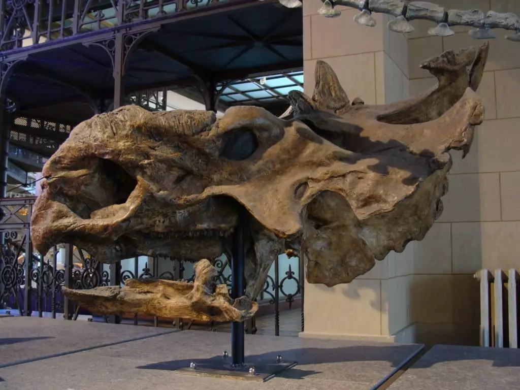 Pachyrinosaurus fossil skull