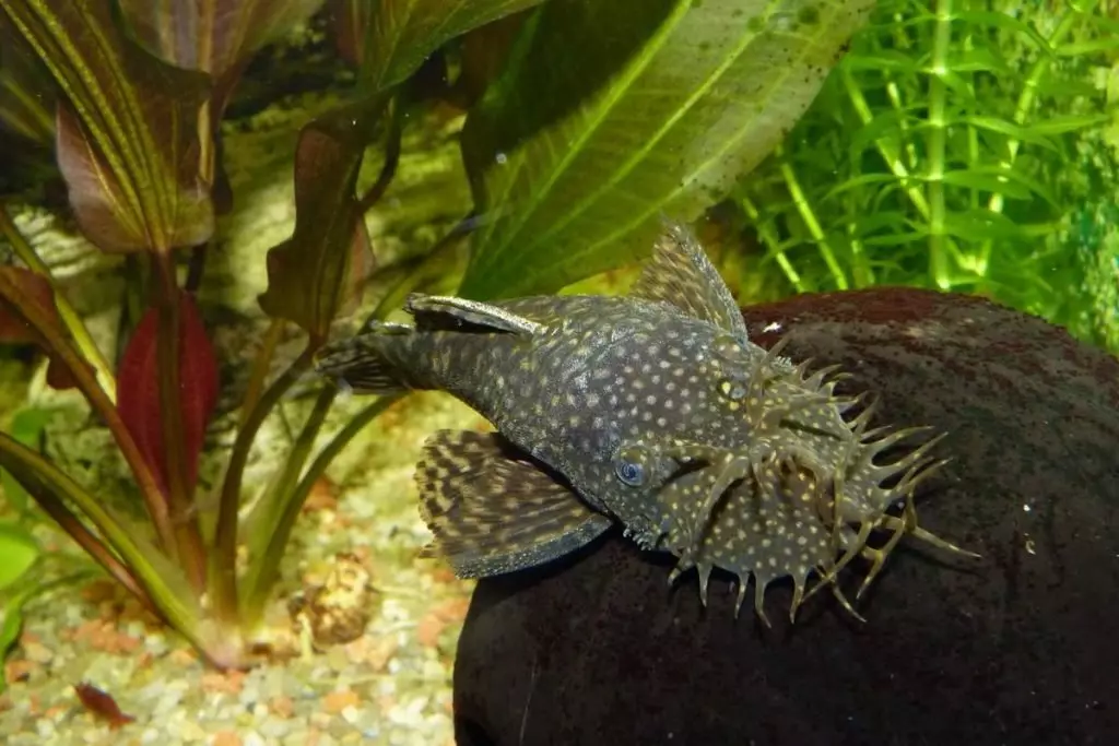 Lele biru (Ancistrus dolichopterus).