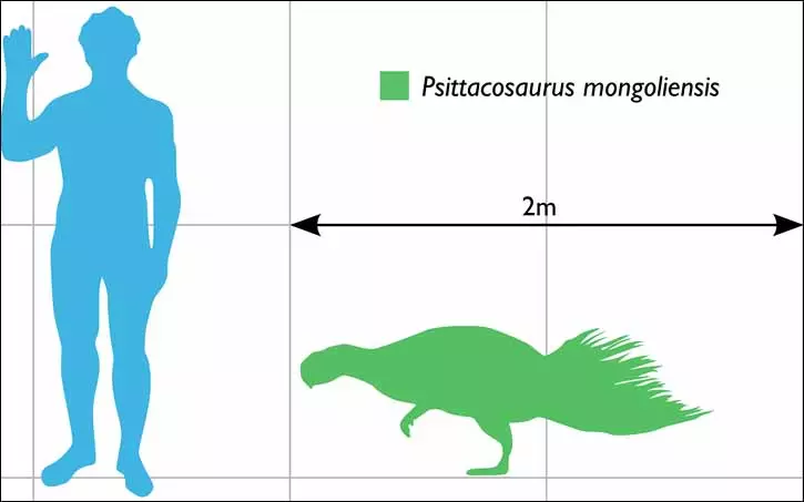 តាមរូបរាង Psittacosaurus មើលទៅដូចជាអ្វីដែលនៅចន្លោះទឹកឃ្មុំបក្សីអណ្តើកនិងបបរ។