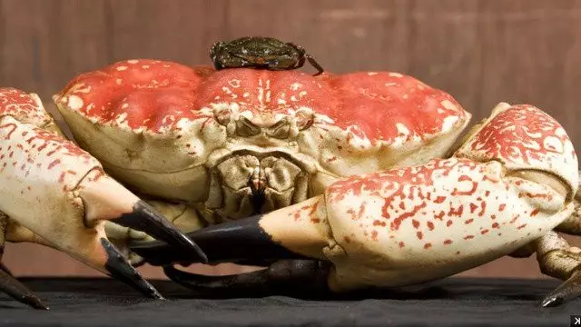 Kamchatka crab