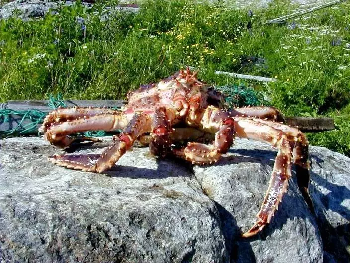 Kamcsatka rák gyakran megy a szárazföldre