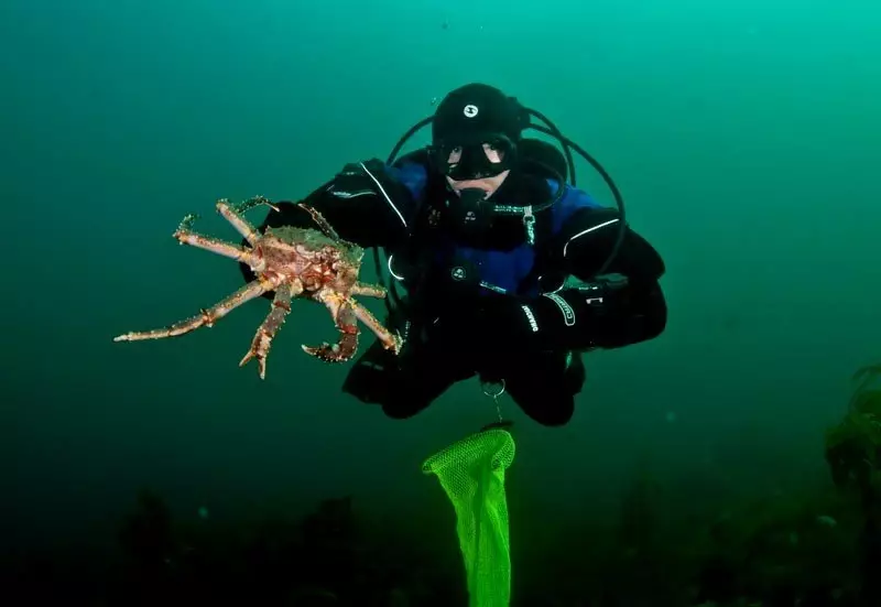 Mîna perperokan, hûn dikarin kewê Kamchatka di binê avê de nêçîr bikin